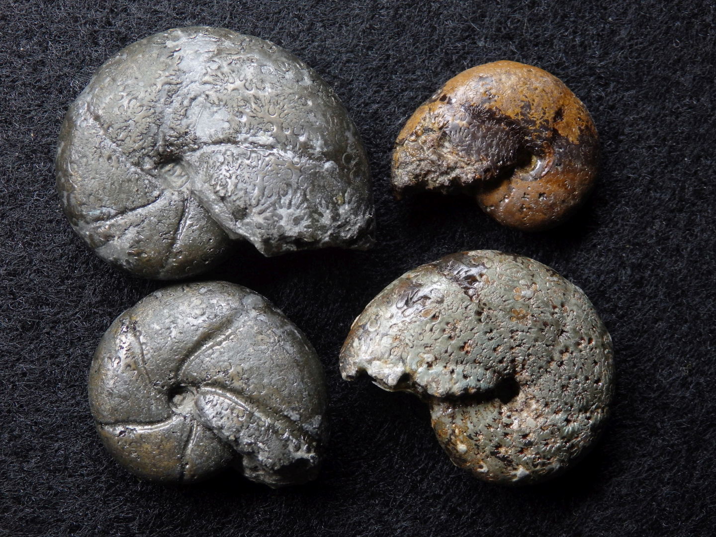 Ammoniten aus der Jurazeit - Holcophylloceras calypso Foto & Bild ...