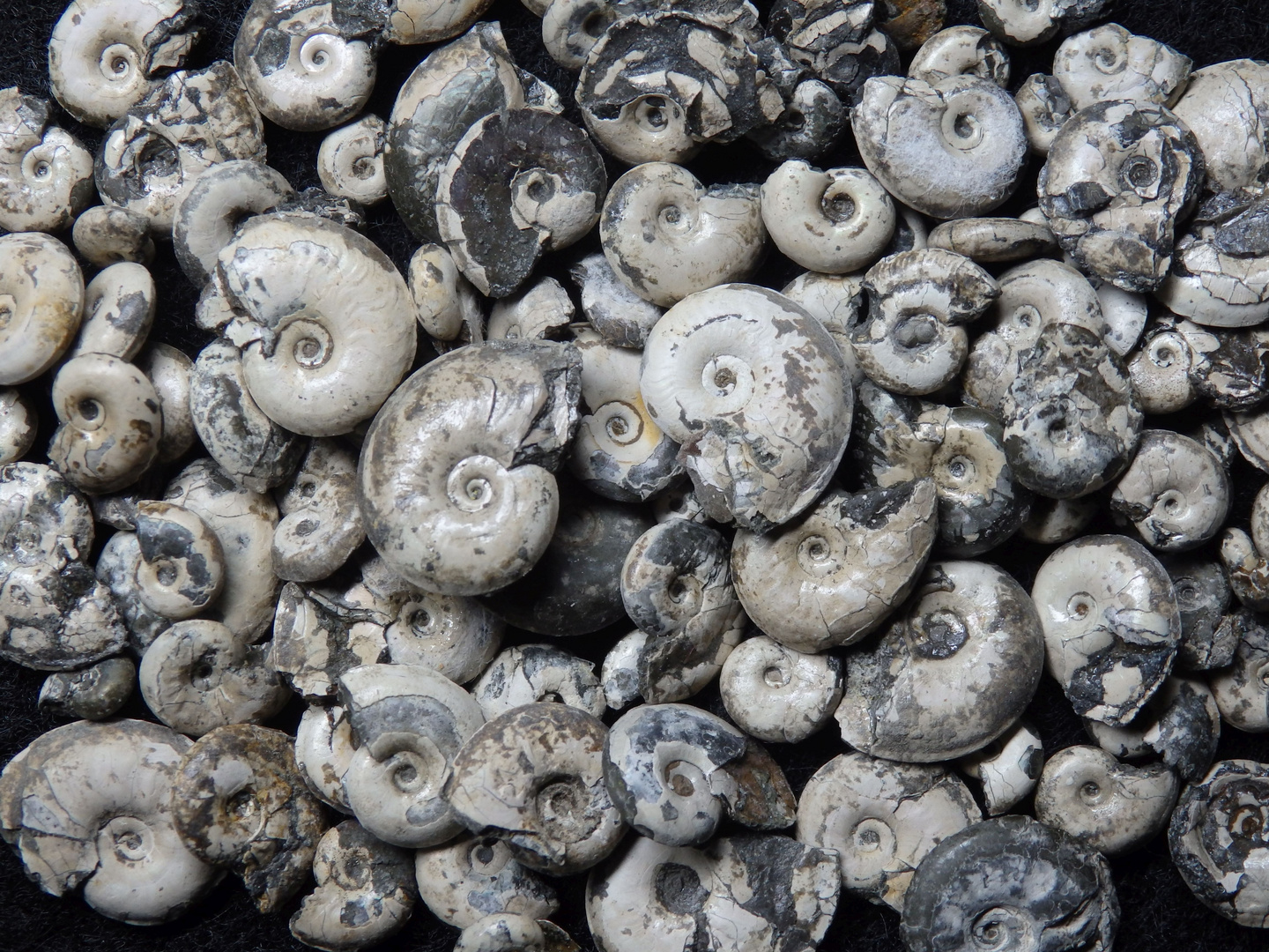 Ammoniten aus der Jurazeit - Leioceras opalinum Foto & Bild | sonstiges ...