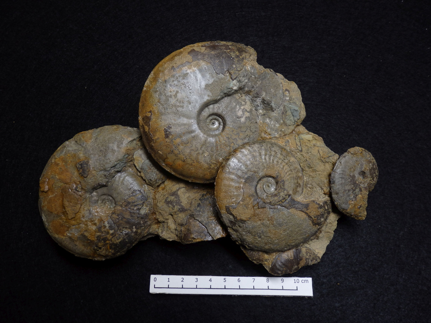 Ammoniten aus der Jurazeit - Staufenia opalinoides Foto & Bild ...