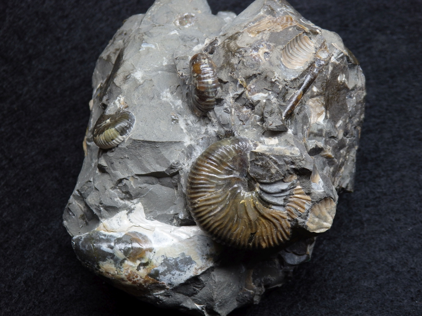 Ammoniten aus der Kreidezeit - Jeletzkytes brevis Foto & Bild ...