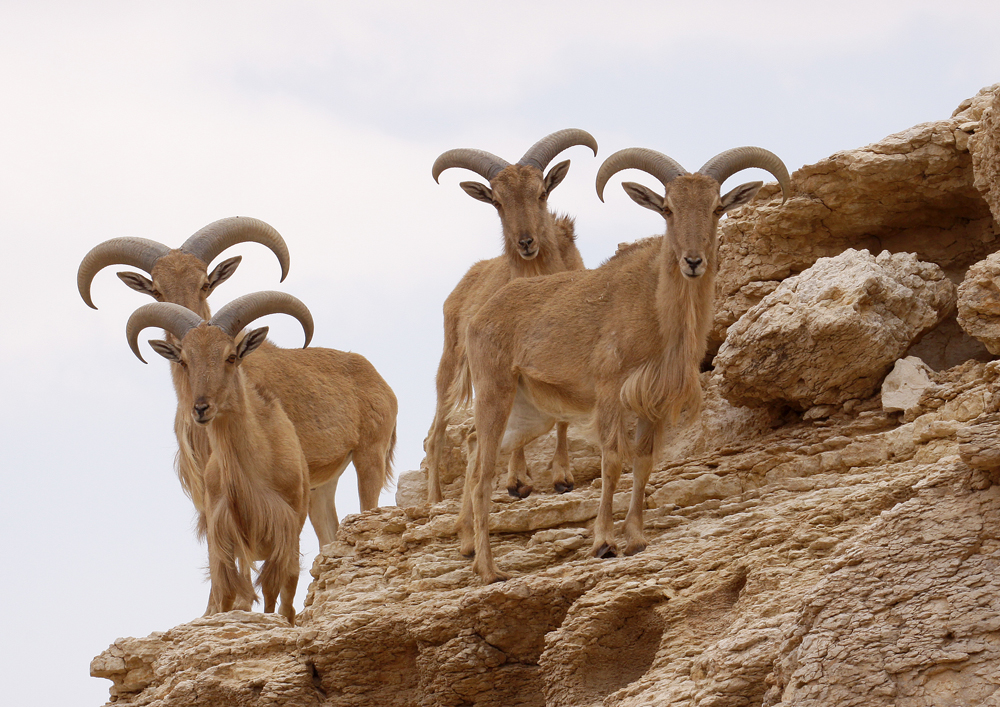 Ammotragus lervia fassini -Tripolis-Mähnenspringer-Zofar Antelope Farm ...