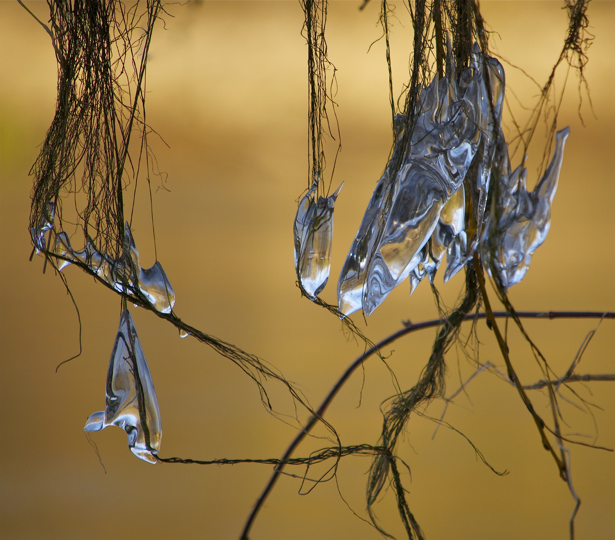 Amorphe Lebensformen Foto & Bild | die elemente, landschaft detail ...