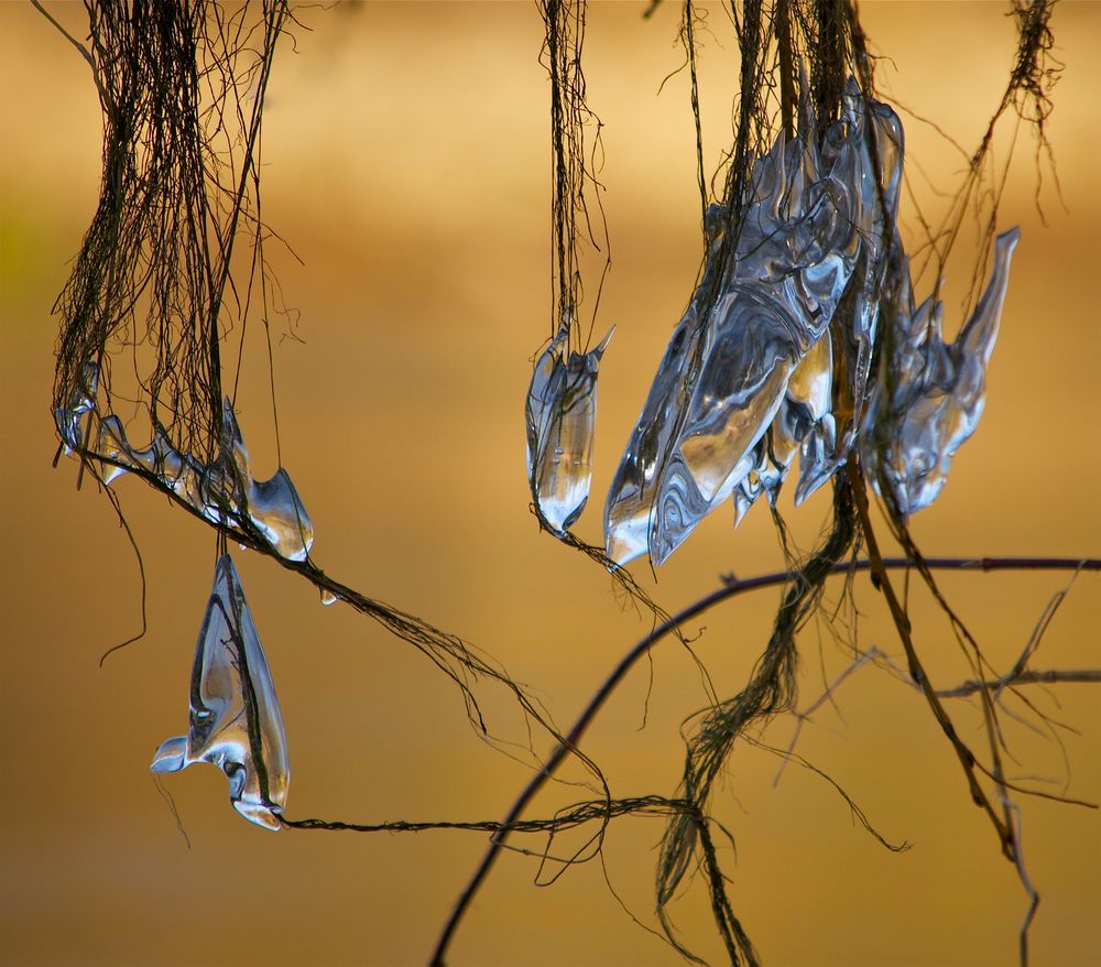 Amorphe Lebensformen Foto & Bild | die elemente, landschaft detail ...