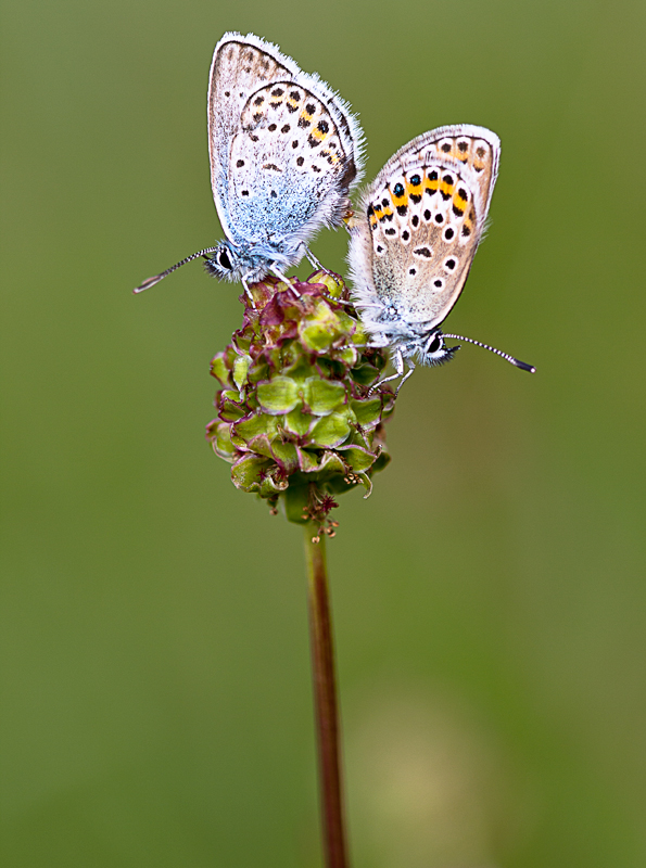Amour de papillon photo et image | europe, france, franche-comté Images ...
