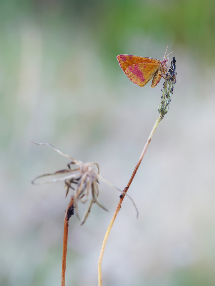 Ampfer-Purpurspanner Foto & Bild | makro, lumix, panasonic Bilder auf ...