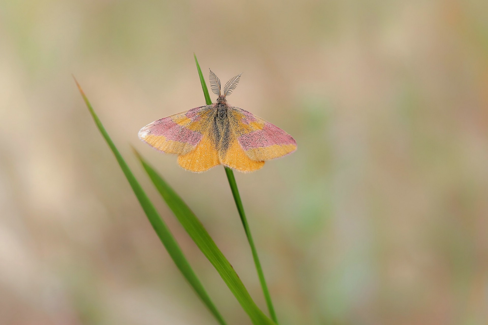 Ampfer-Purpurspanner Foto & Bild | fotos, sommer, makro Bilder auf ...