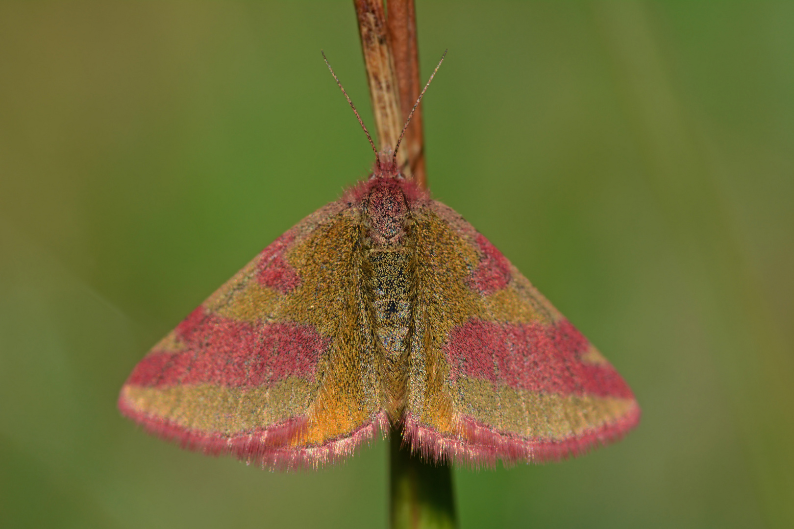 Ampfer-Purpurspanner #5 Foto & Bild | nachtfalter, natur, insekten ...