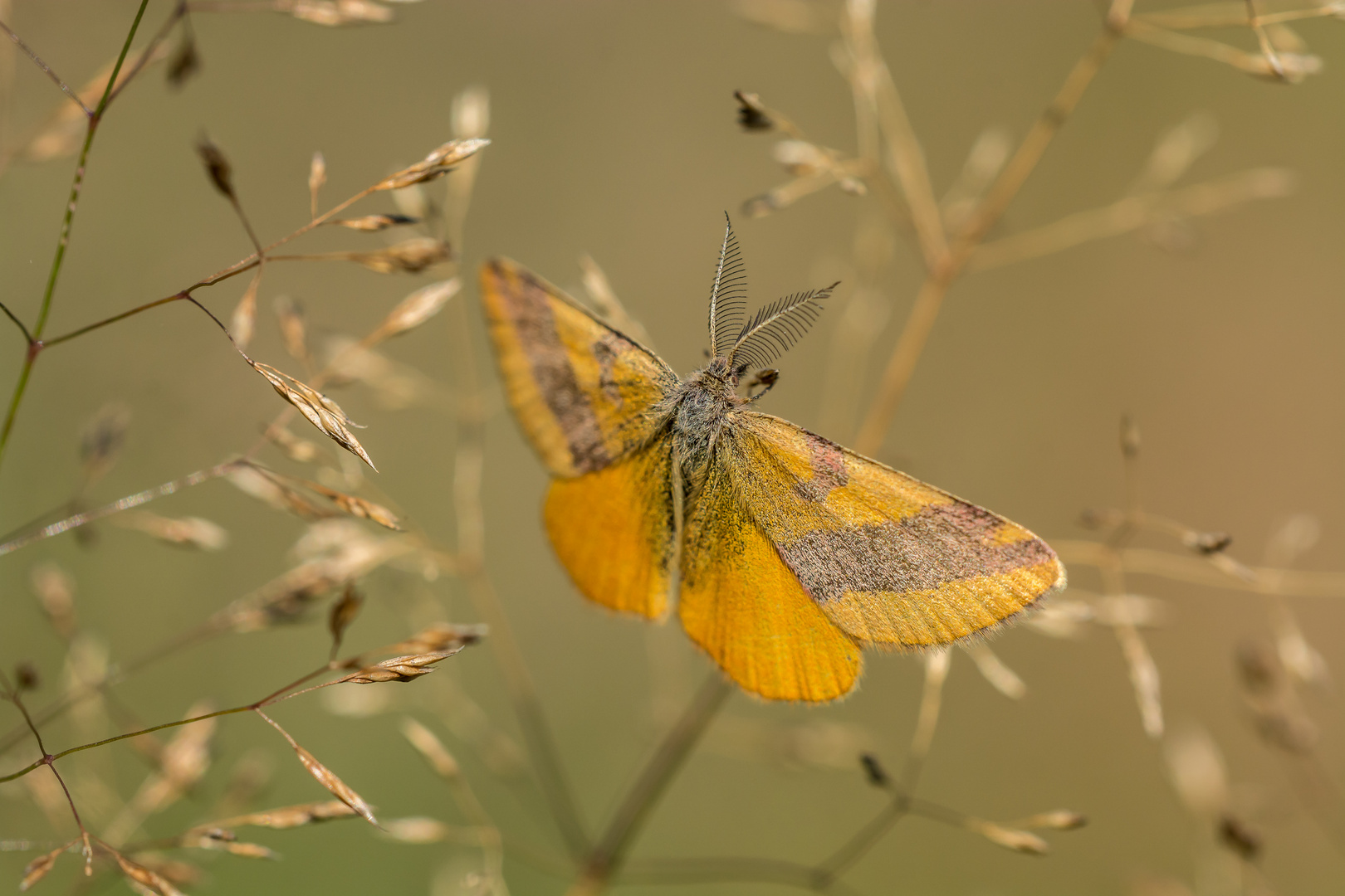 Ampfer-Purpurspanner Foto & Bild | natur, insekten, tiere Bilder auf ...