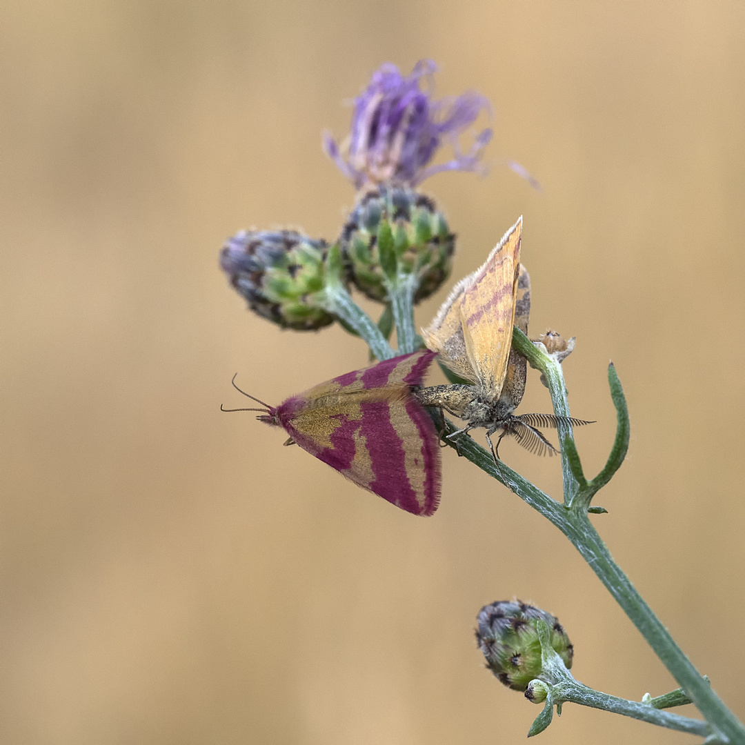 Ampfer-Purpurspanner Foto & Bild | natur, insekten, tiere Bilder auf ...