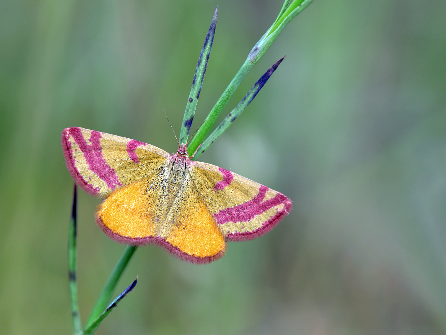 Ampfer-Purpurspanner Foto & Bild | makro, natur, nachtfalter Bilder auf ...