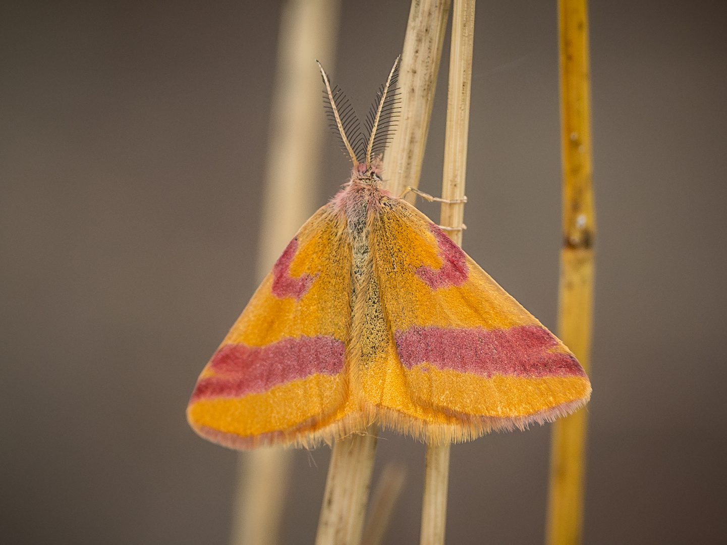 Ampfer-Purpurspanner Foto & Bild | deutschland, europe, brandenburg ...