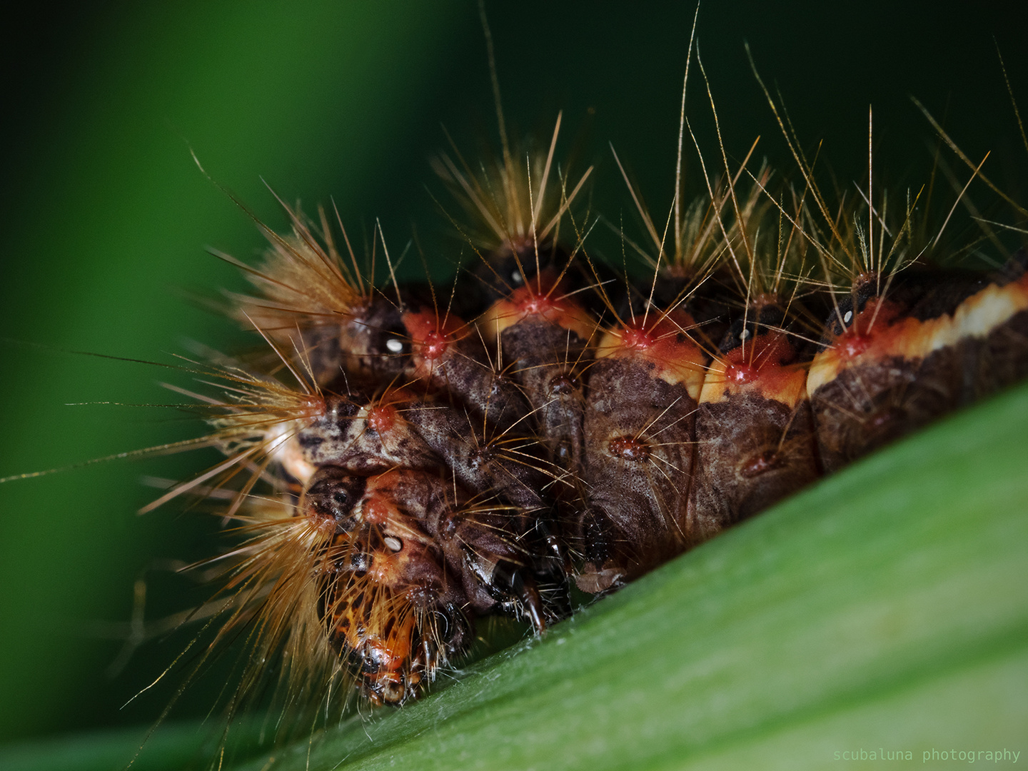 Ampfer Rindeneule Foto & Bild | sommer, makro, natur Bilder auf ...