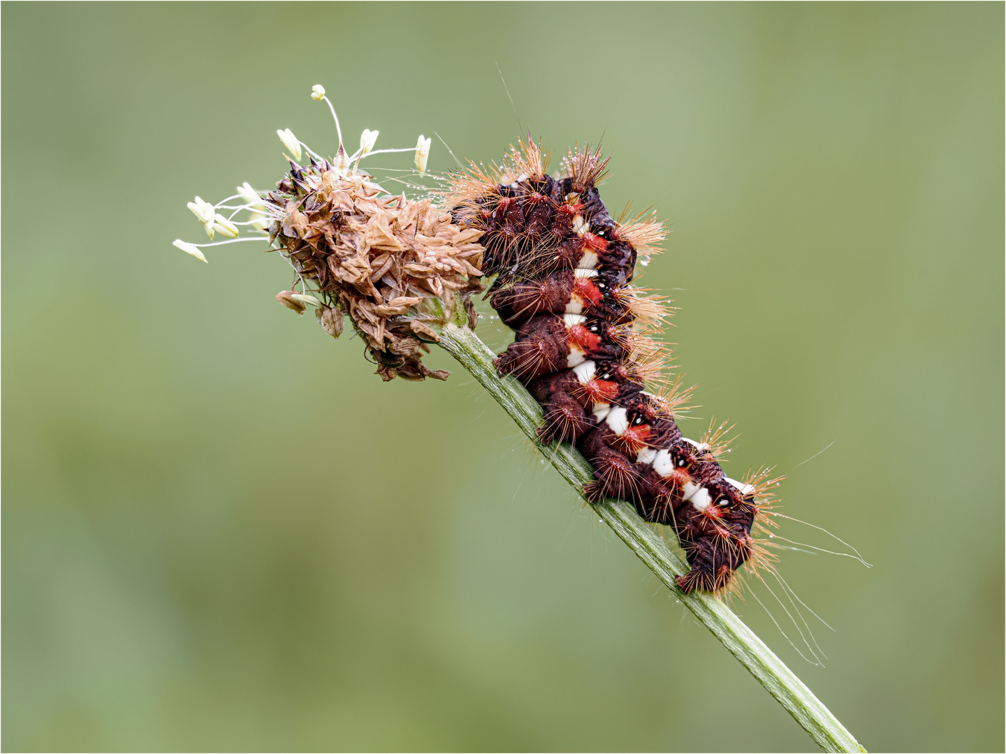 Ampfer-Rindeneule Foto & Bild | tiere, wildlife, insekten Bilder auf ...