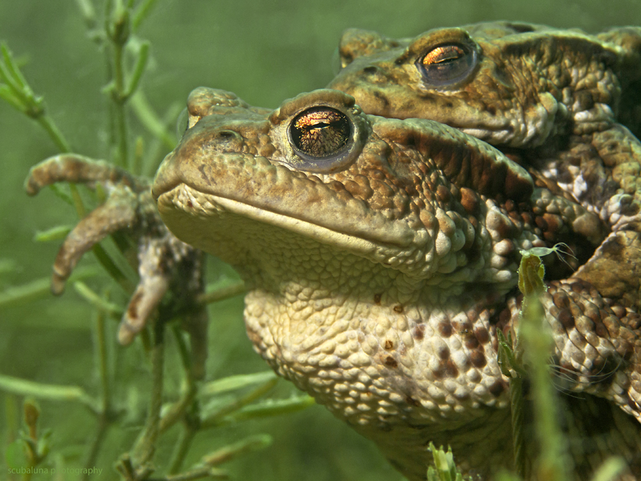 Amplexus axillaris Foto & Bild | unterwasser, uw-süsswasser, natur ...