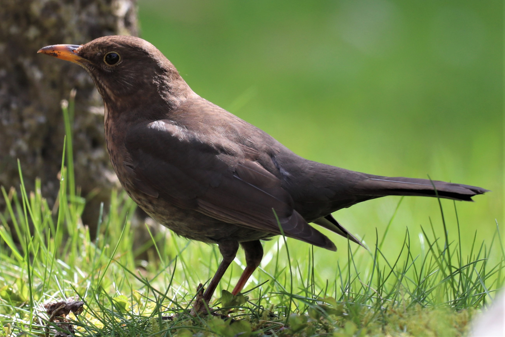 Amsel Foto & Bild | tiere, wildlife, wild lebende vögel Bilder auf ...