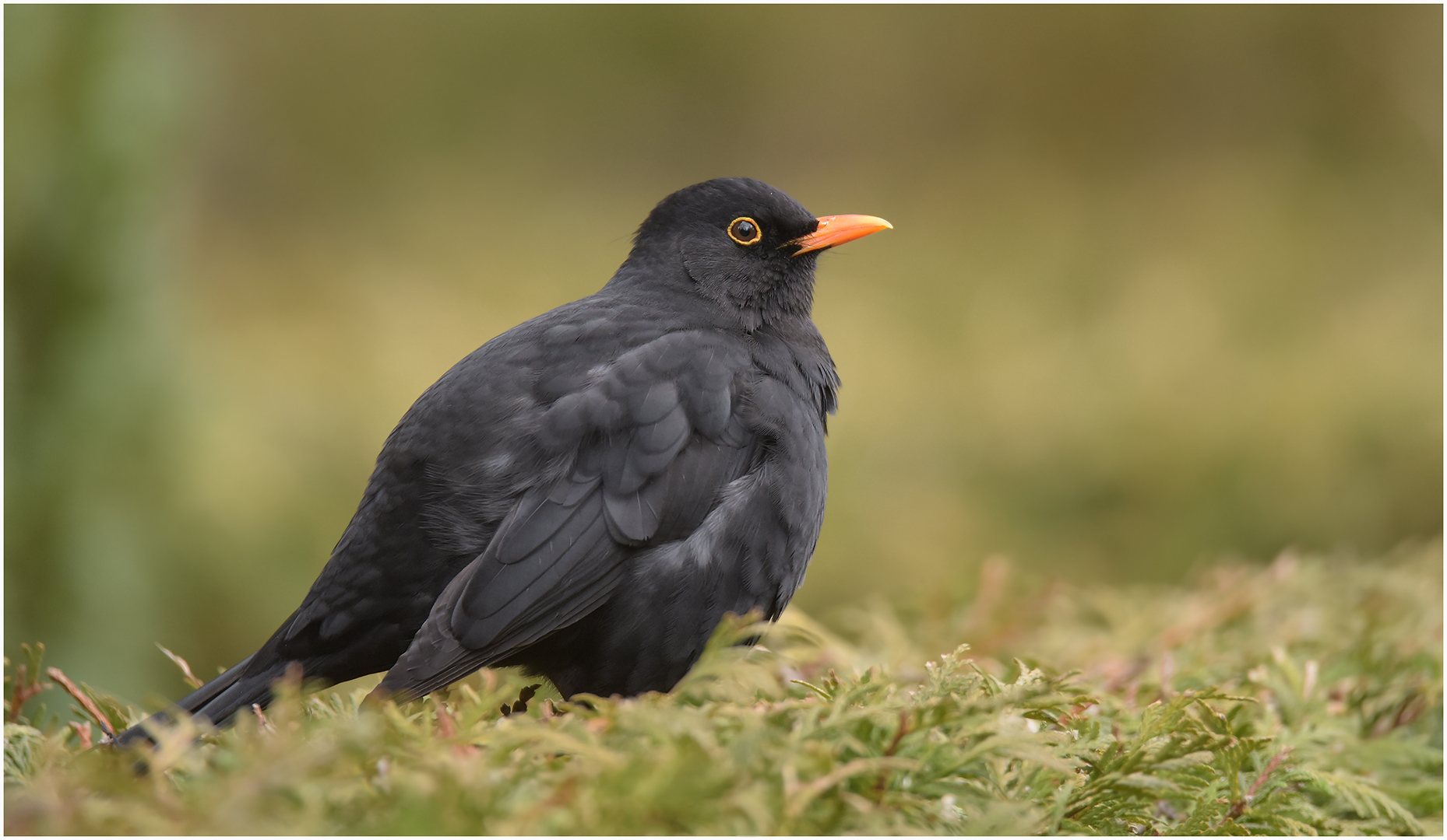 Amsel Foto & Bild | tiere, wildlife, wild lebende vögel Bilder auf ...