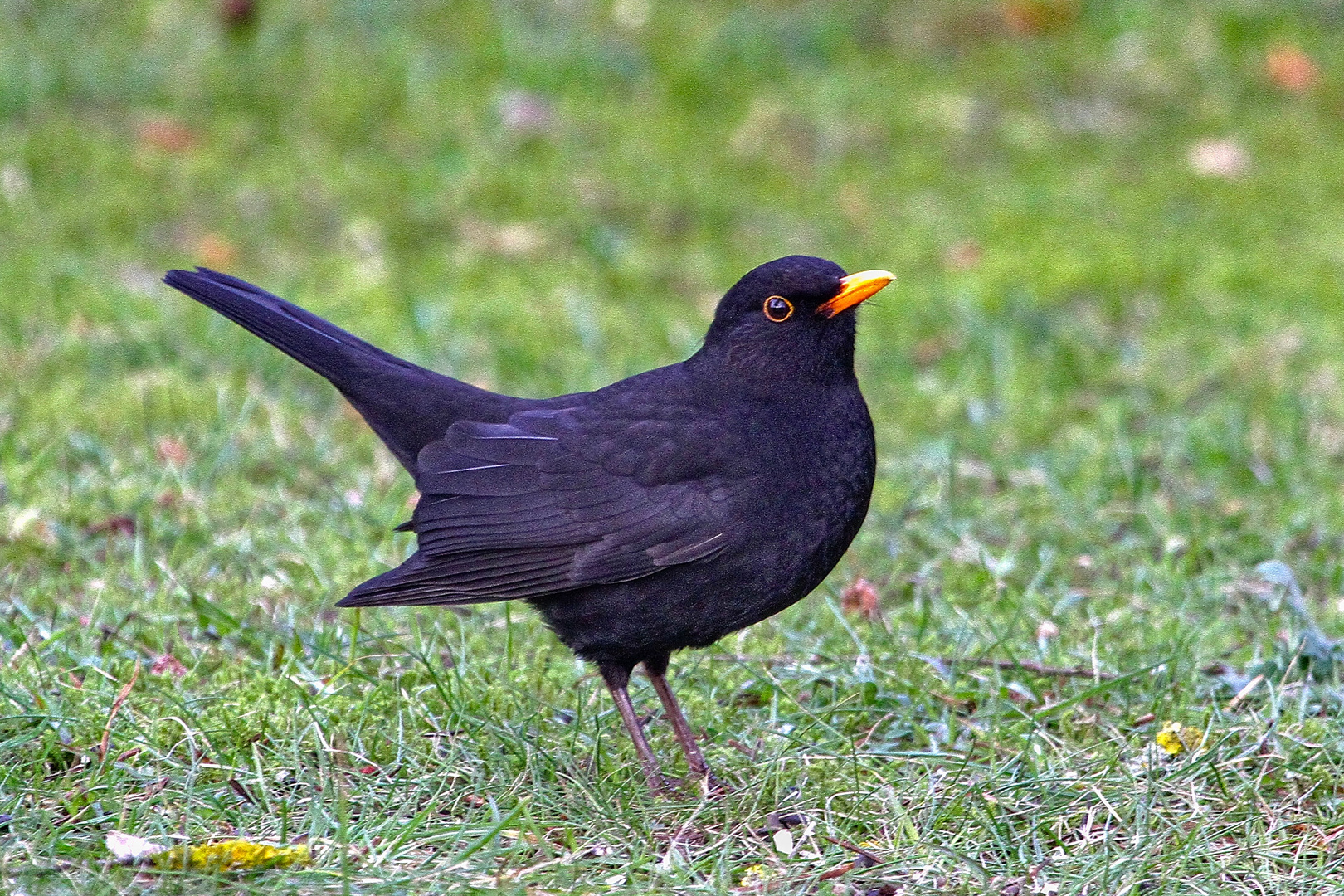 Amsel Foto & Bild | tiere, wildlife, wild lebende vögel Bilder auf ...
