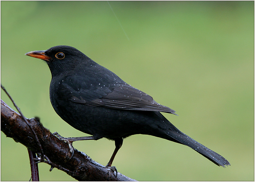 amsel Foto & Bild | tiere, wildlife, wild lebende vögel Bilder auf ...