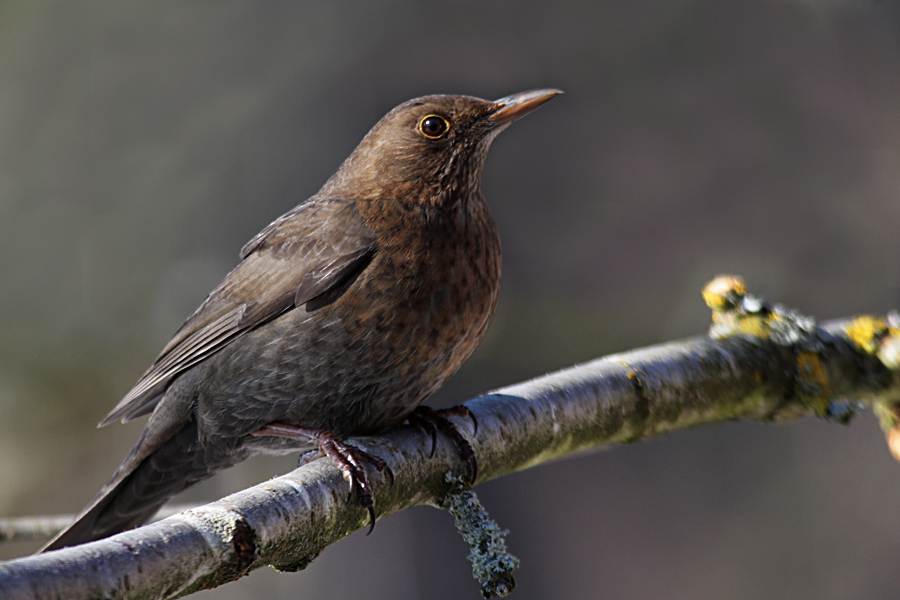 Amsel Foto & Bild | tiere, wildlife, wild lebende vögel Bilder auf ...