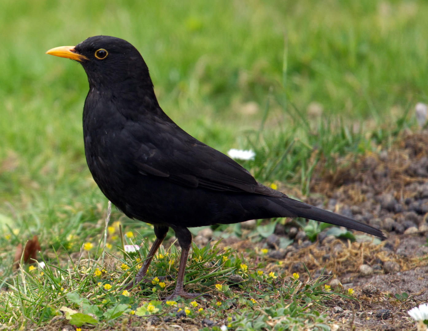 Amsel Foto & Bild | deutschland, europe, tiere Bilder auf fotocommunity
