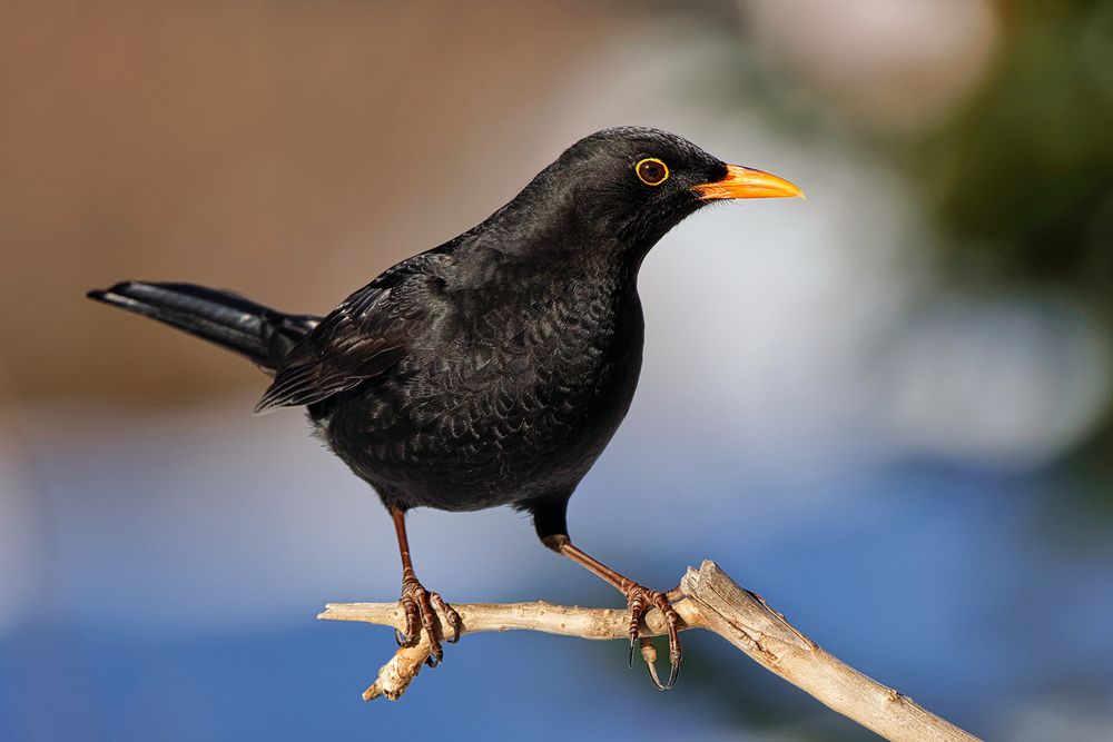 Amsel Foto & Bild | tiere, wildlife, wild lebende vögel Bilder auf ...