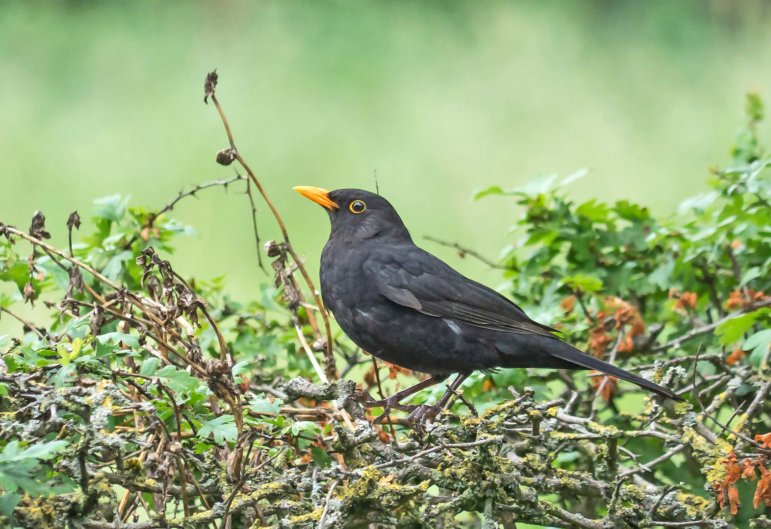 Amsel Foto & Bild | natur, nahaufnahme, landschaft Bilder auf fotocommunity