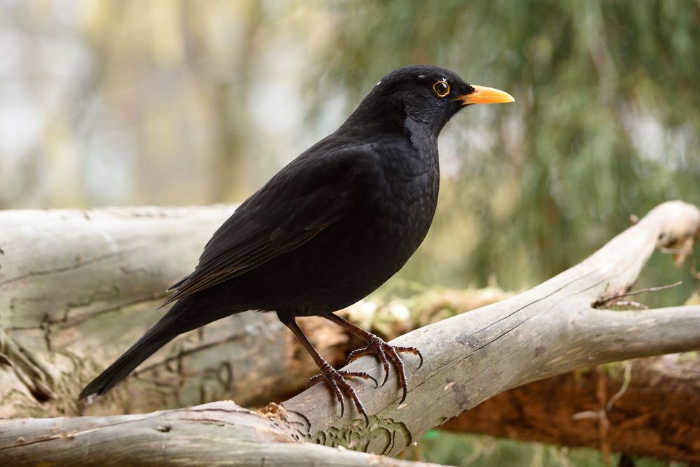 Amsel Foto And Bild Tiere Wildlife Wild Lebende Vögel Bilder Auf Fotocommunity