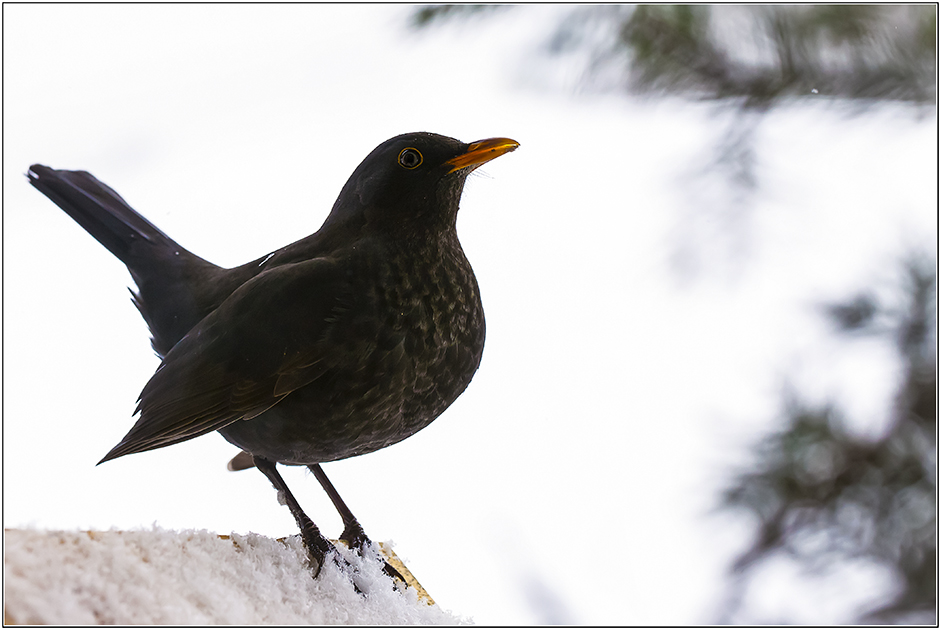 Amsel Foto & Bild | tiere, wildlife, wild lebende vögel Bilder auf ...