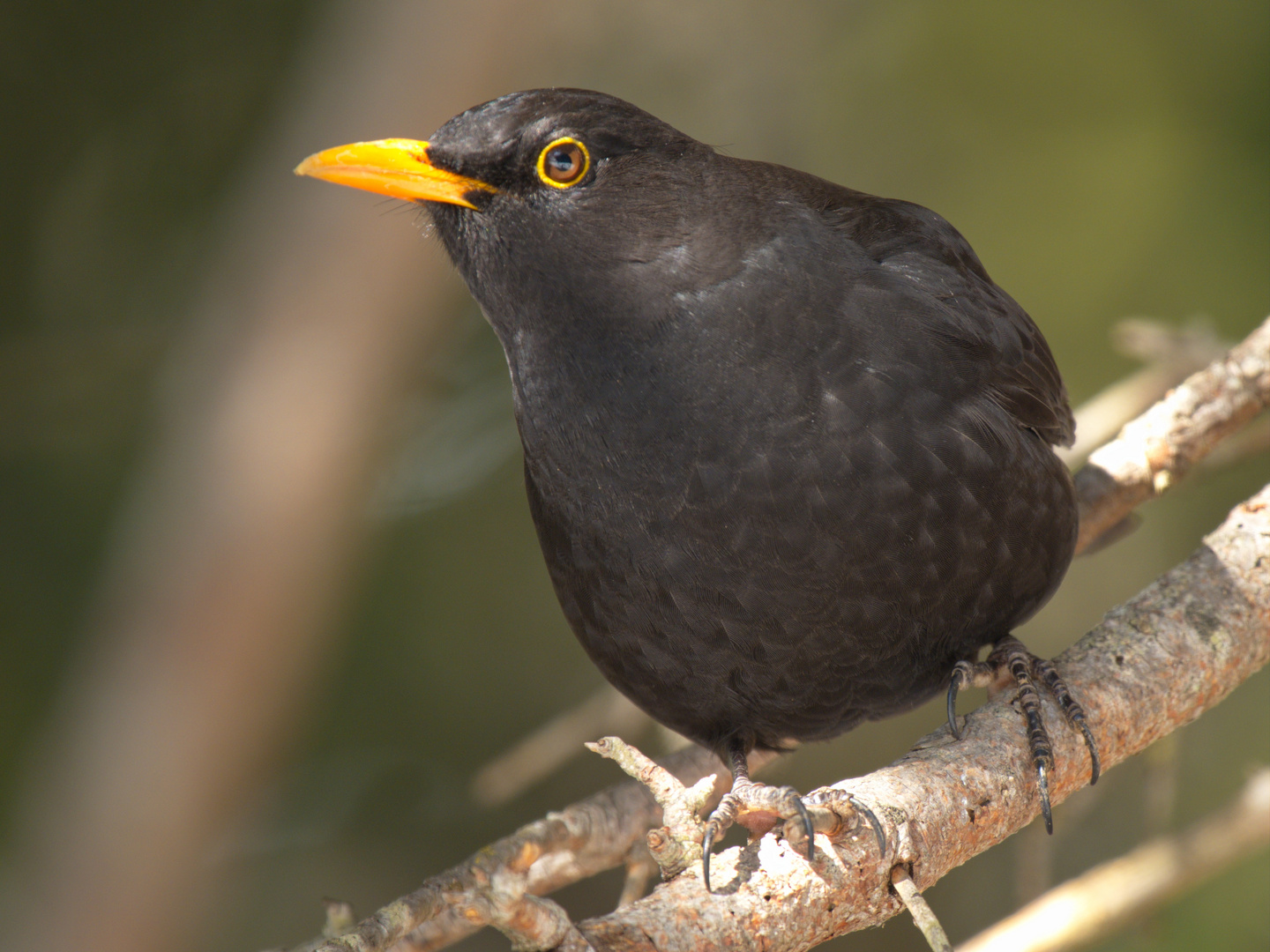 Amsel Foto & Bild | tiere, wildlife, wild lebende vögel Bilder auf ...