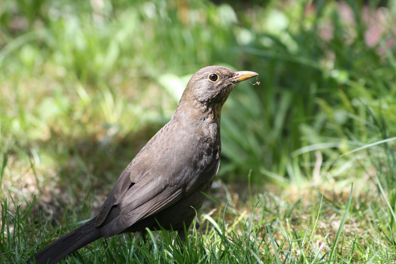 Amsel Foto & Bild | tiere, natur Bilder auf fotocommunity