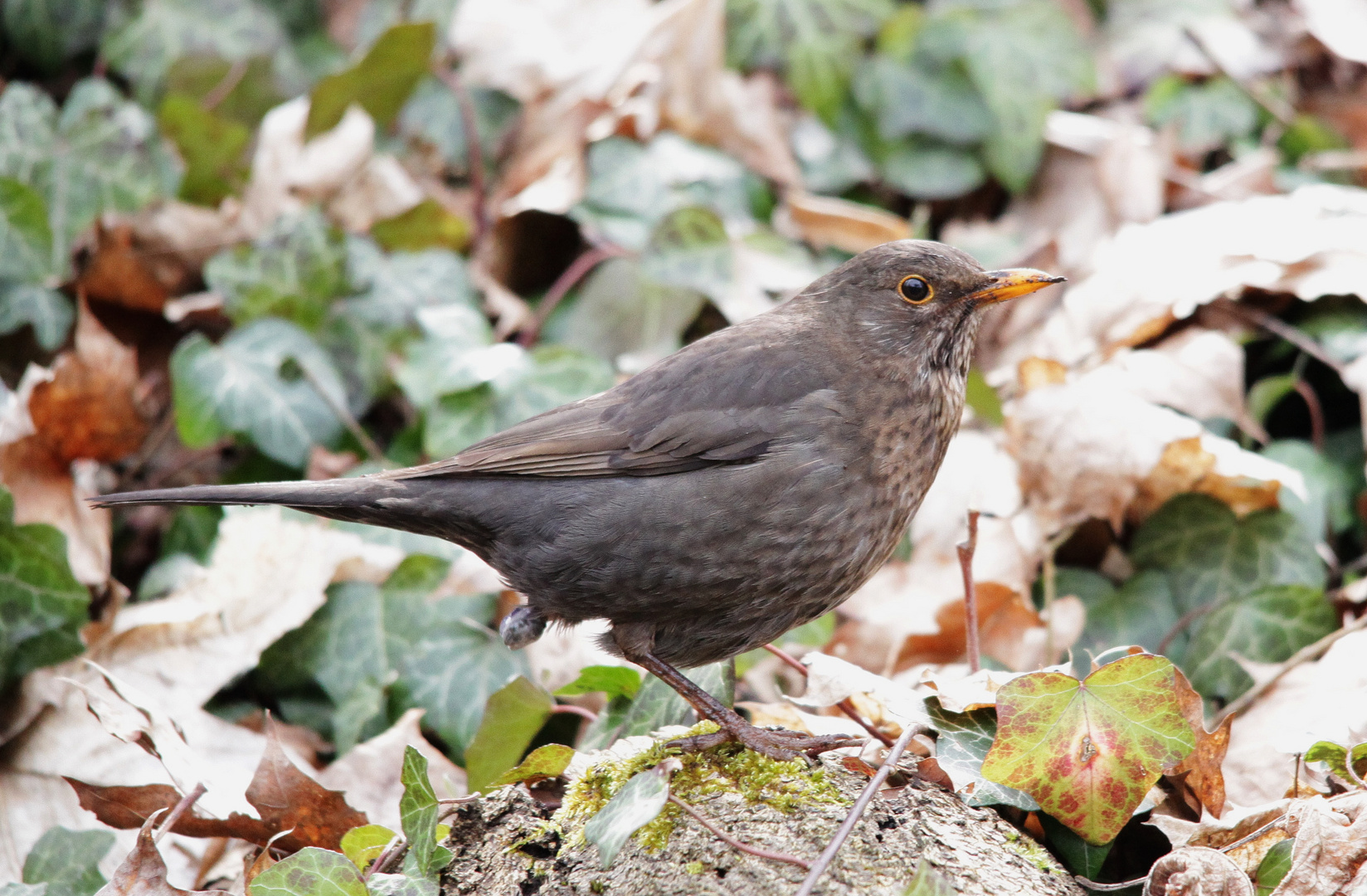 Amsel Foto & Bild | natur, tiere, wildlife Bilder auf fotocommunity