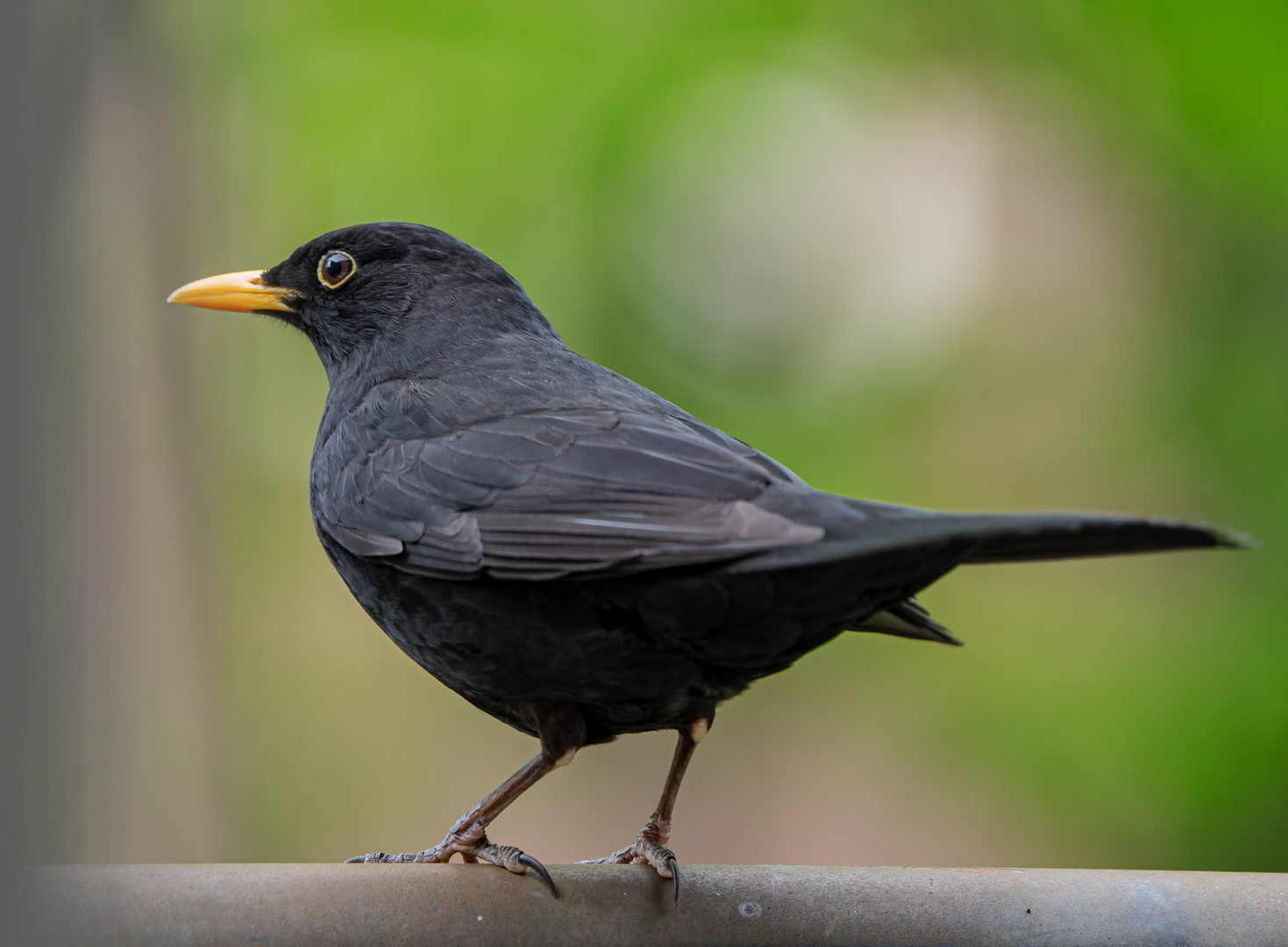 Amsel Foto & Bild | tiere, wildlife, wild lebende vögel Bilder auf ...