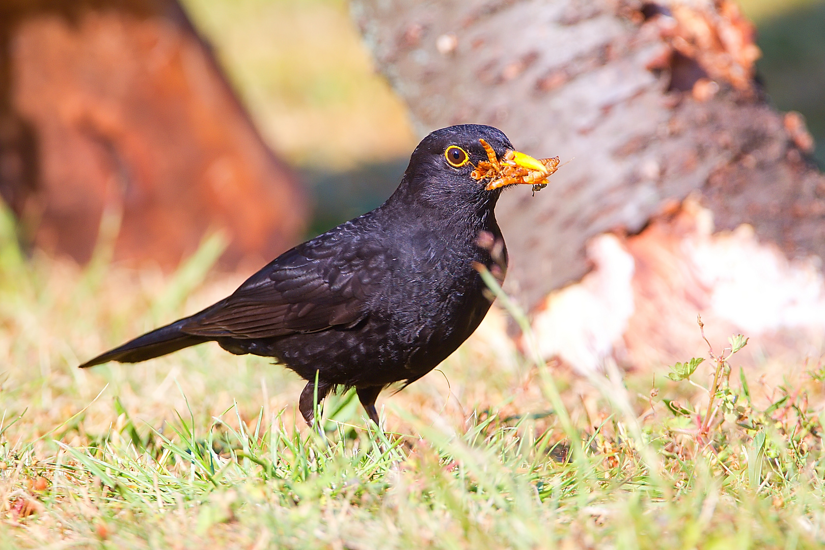 Amsel Foto & Bild | tiere, wildlife, wild lebende vögel Bilder auf ...