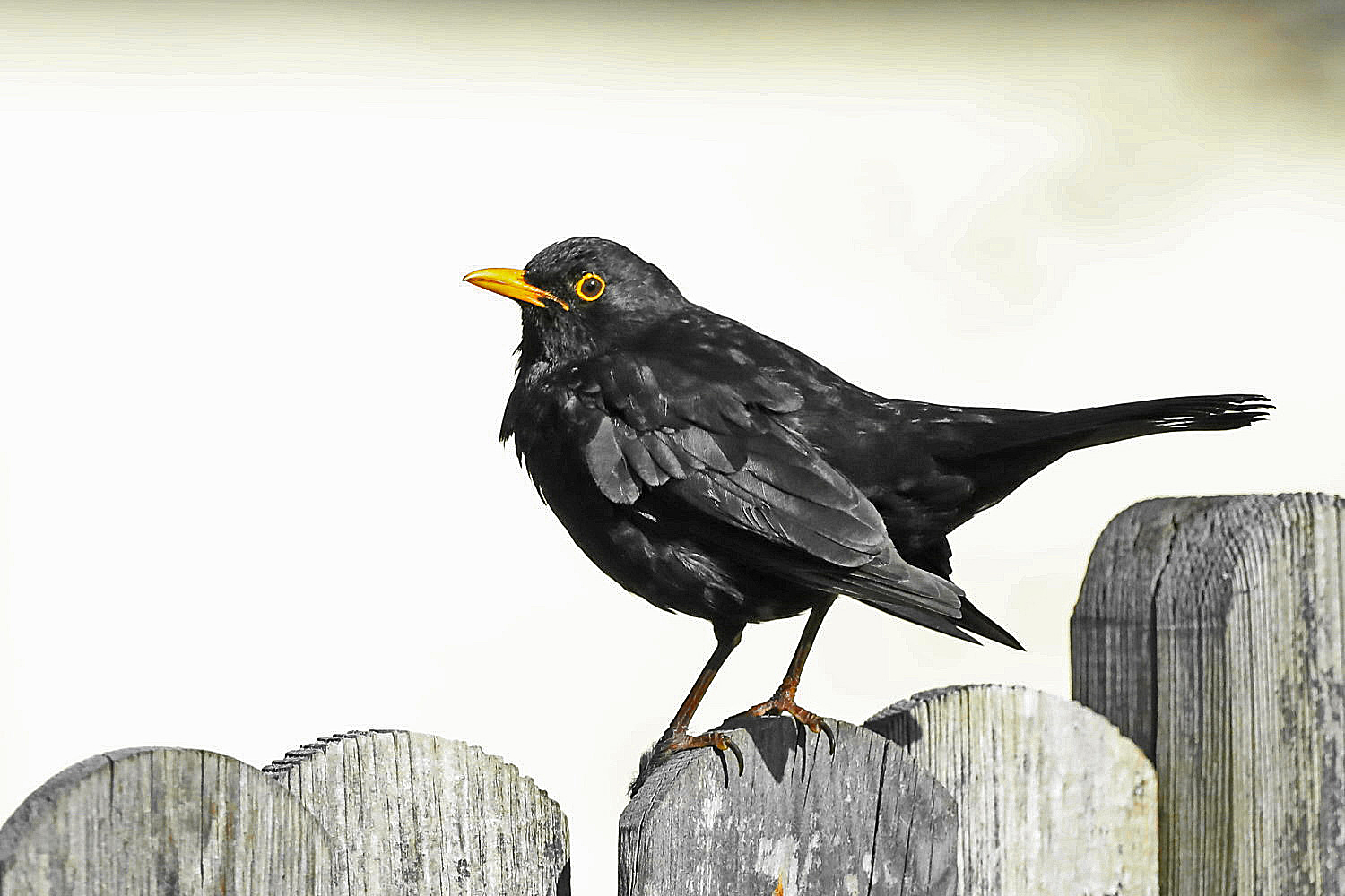 Amsel Foto & Bild | vögel, fotos, frühling Bilder auf fotocommunity