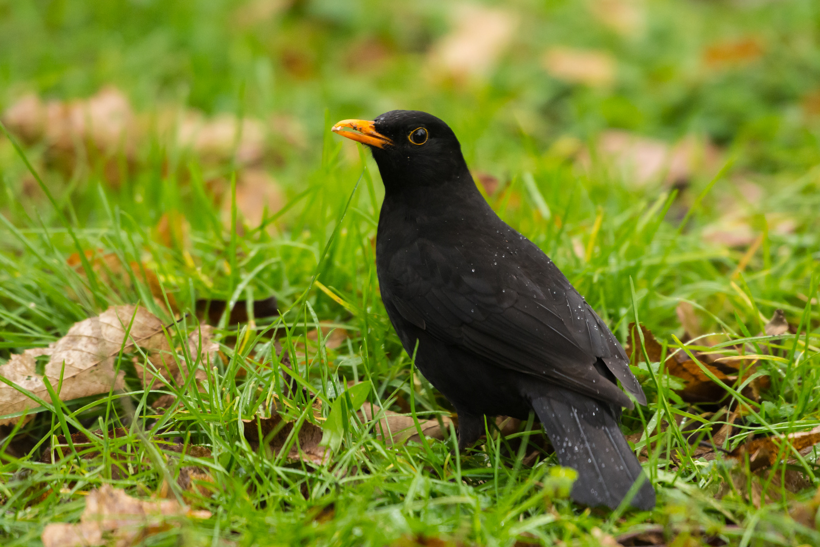Amsel Foto & Bild | tiere, wildlife, wild lebende vögel Bilder auf ...