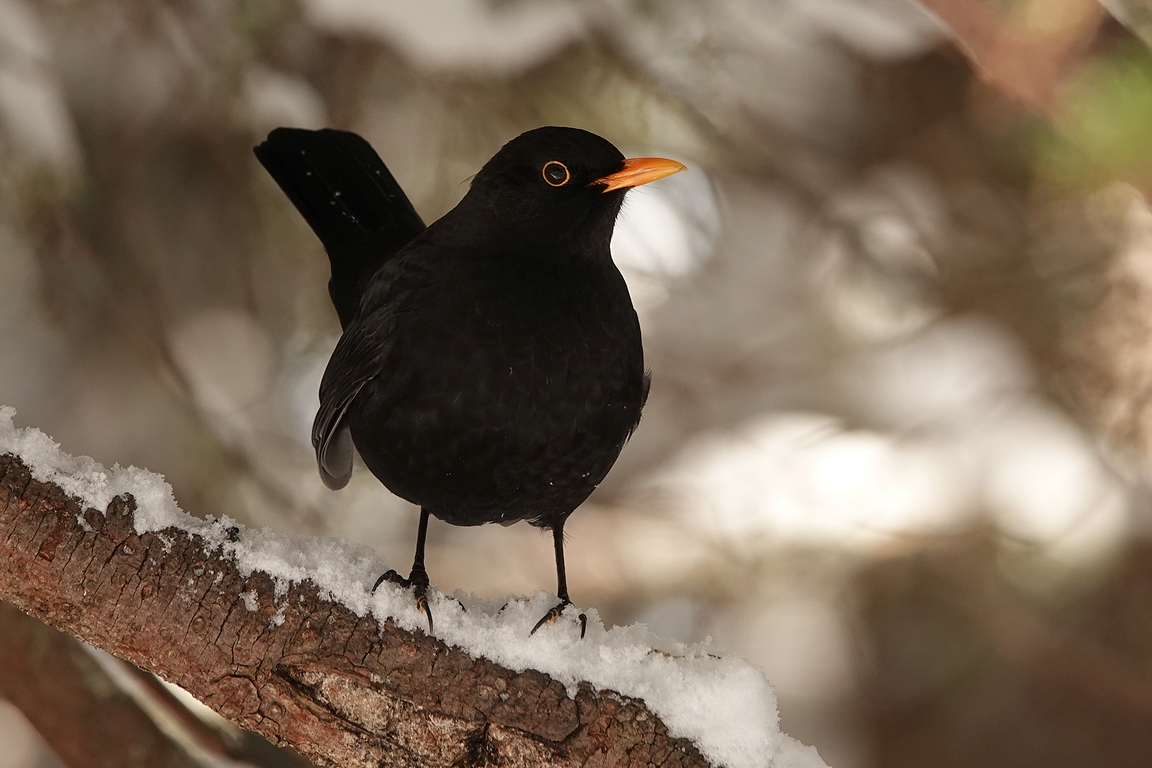 Amsel Foto & Bild | natur, tiere, vögel Bilder auf fotocommunity