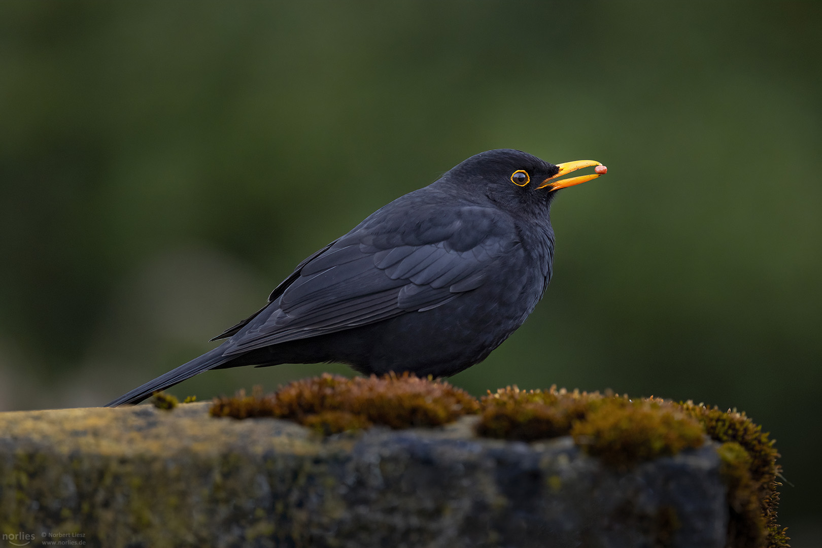 Amsel Foto & Bild | tiere, wildlife, wild lebende vögel Bilder auf ...
