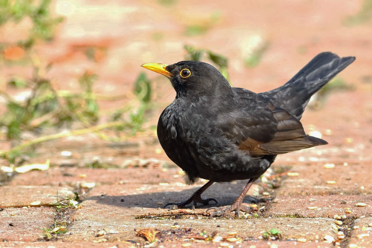 AMSEL Foto & Bild | vögel, fotos, frühling Bilder auf fotocommunity