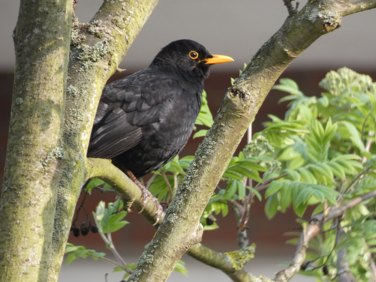 Amsel Foto & Bild | natur, vögel Bilder auf fotocommunity