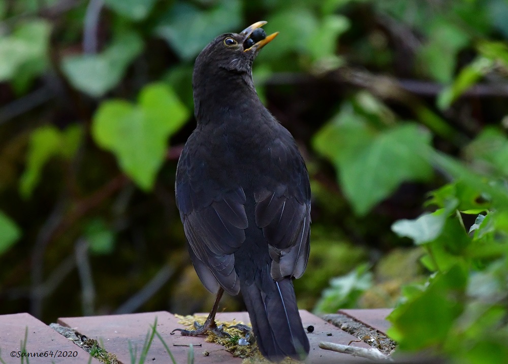 Amsel Foto & Bild | tiere, wildlife, wild lebende vögel Bilder auf ...
