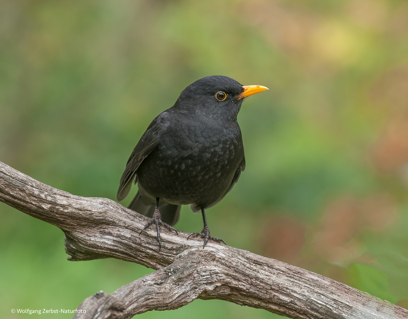 ". Amsel " Foto & Bild | fotos, world, natur Bilder auf fotocommunity