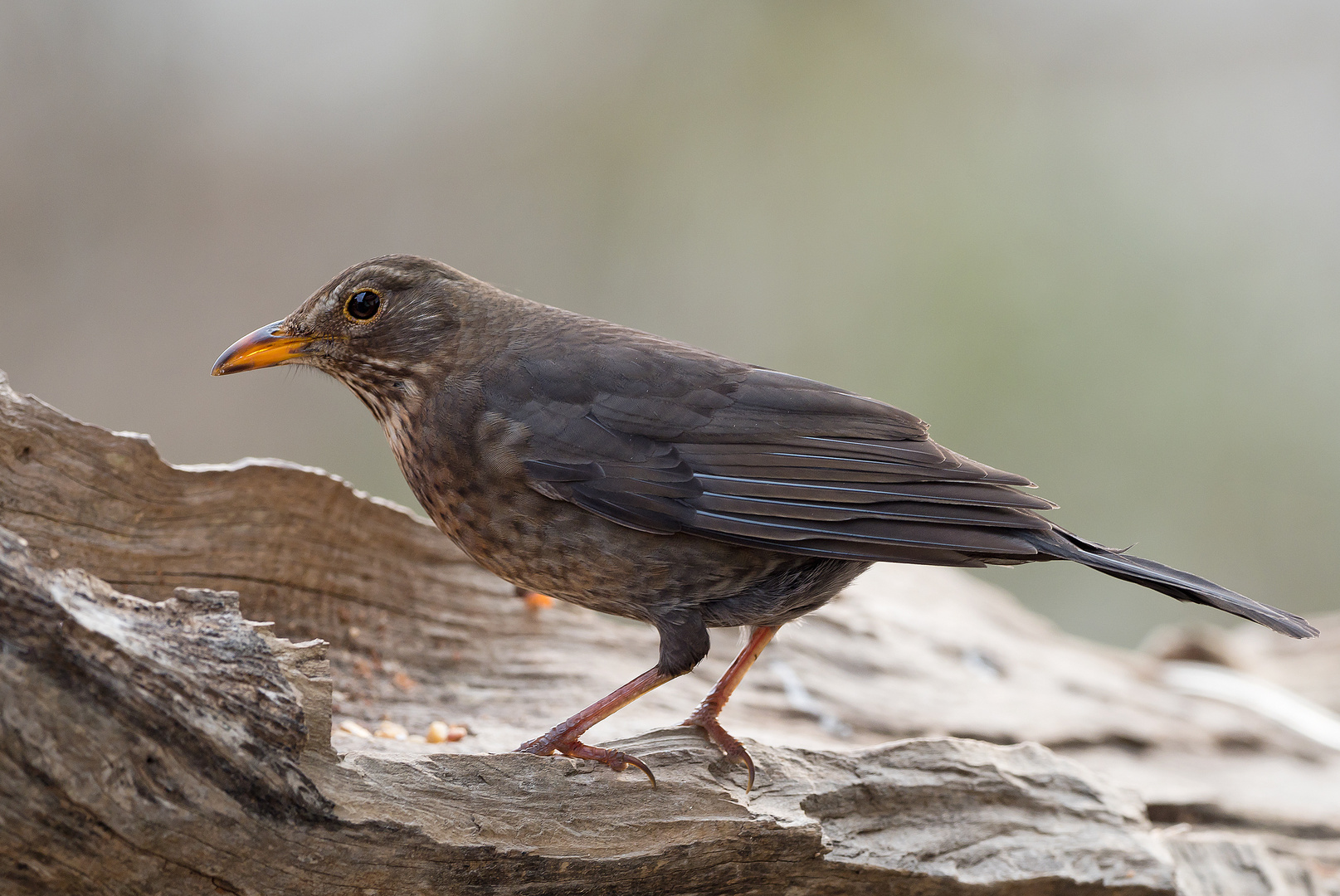 Amsel Foto & Bild | tiere, wildlife, wild lebende vögel Bilder auf ...