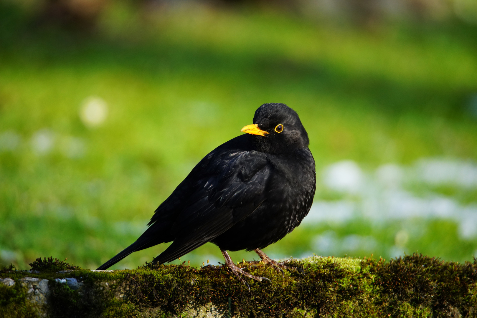 Amsel. Foto & Bild | tiere, wildlife, wild lebende vögel Bilder auf ...