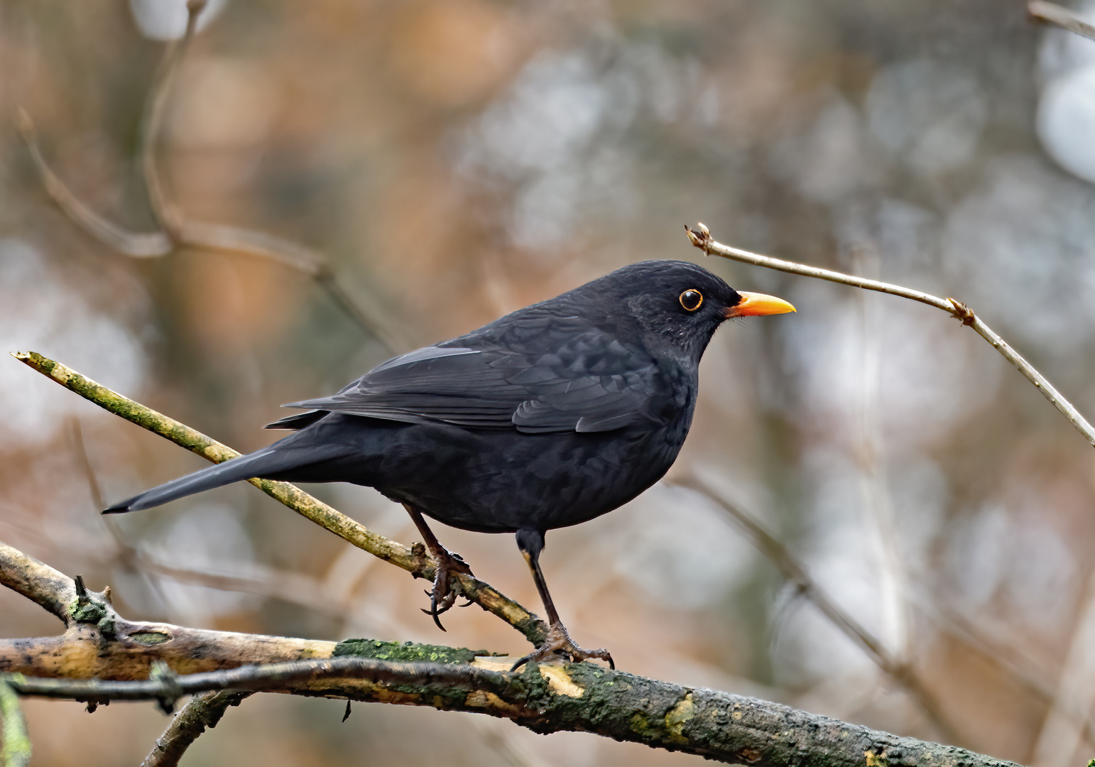 Amsel Foto & Bild | tiere, natur, vögel Bilder auf fotocommunity