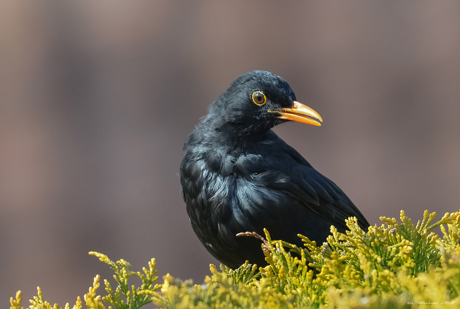 Amsel / Blackbird Foto & Bild | natur, vögel, wildlife Bilder auf ...