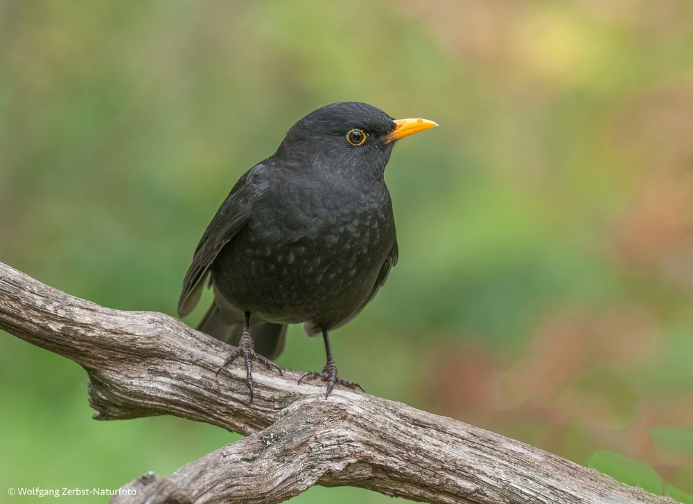 -- Amsel -- Foto & Bild | fotos, natur, tiere Bilder auf fotocommunity