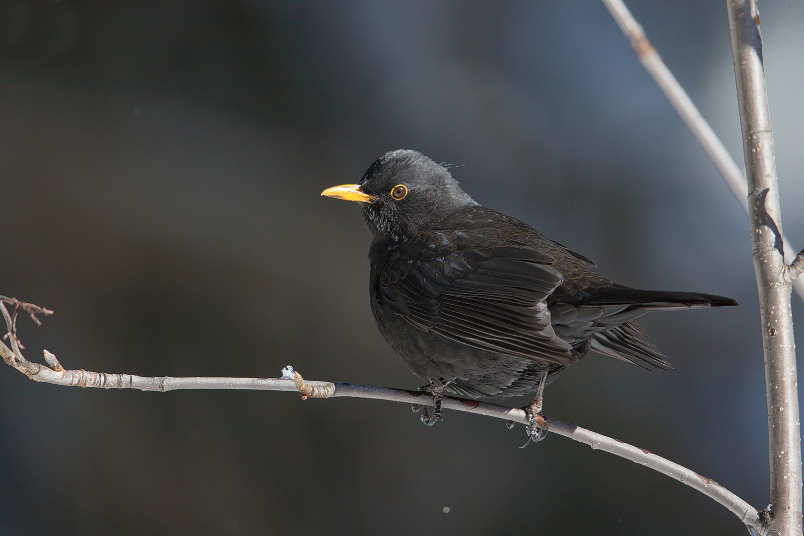 Amsel Foto & Bild | tiere, wildlife, wild lebende vögel Bilder auf ...
