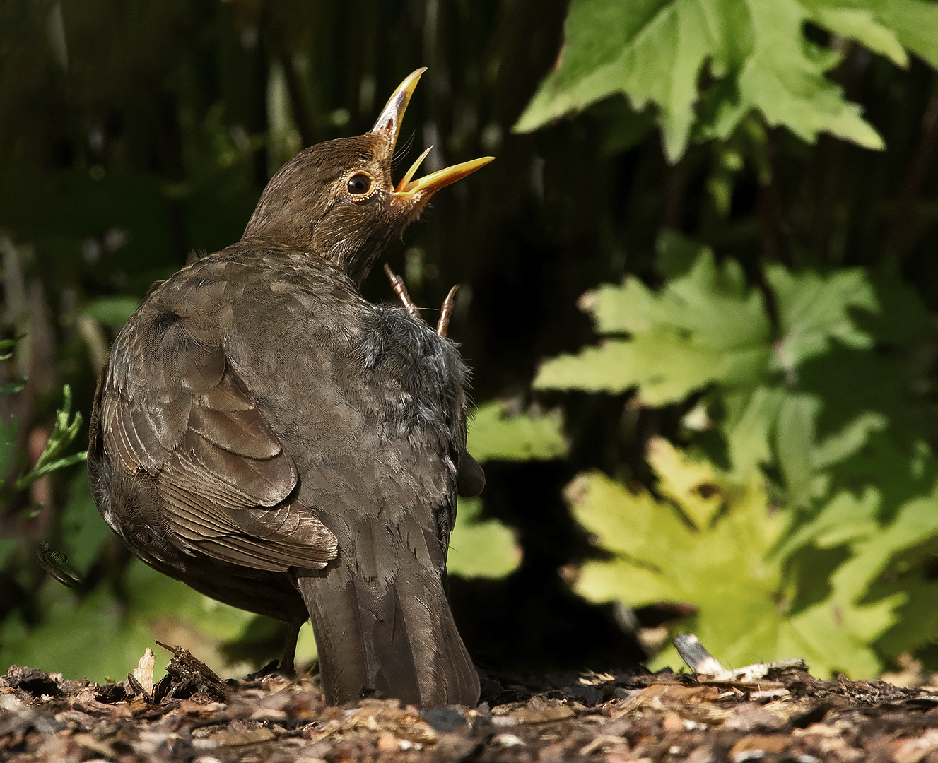 Amsel Foto & Bild | landschaft, lebensräume, licht Bilder auf fotocommunity