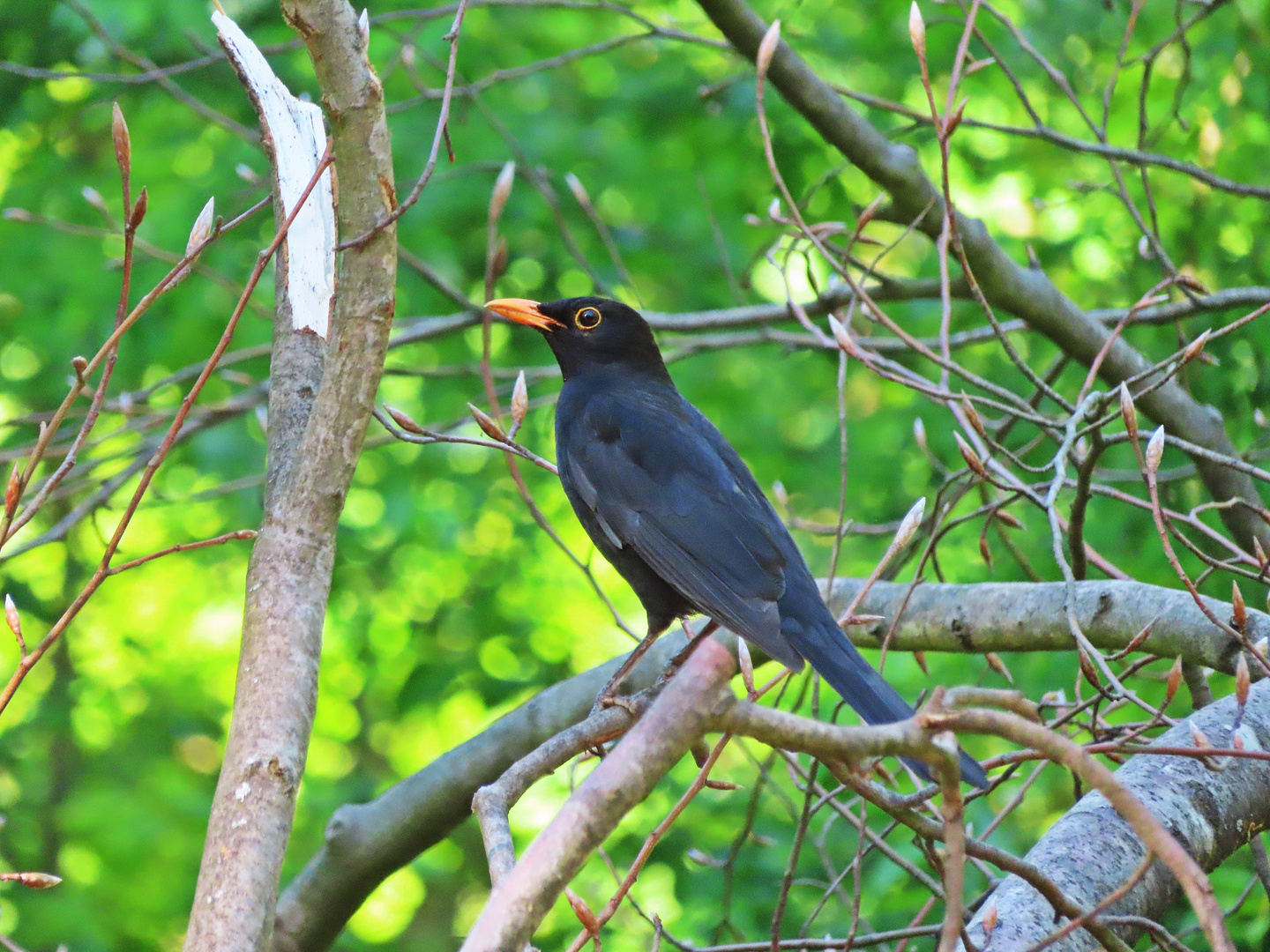 Amsel Foto & Bild | tiere, wildlife, wild lebende vögel Bilder auf ...