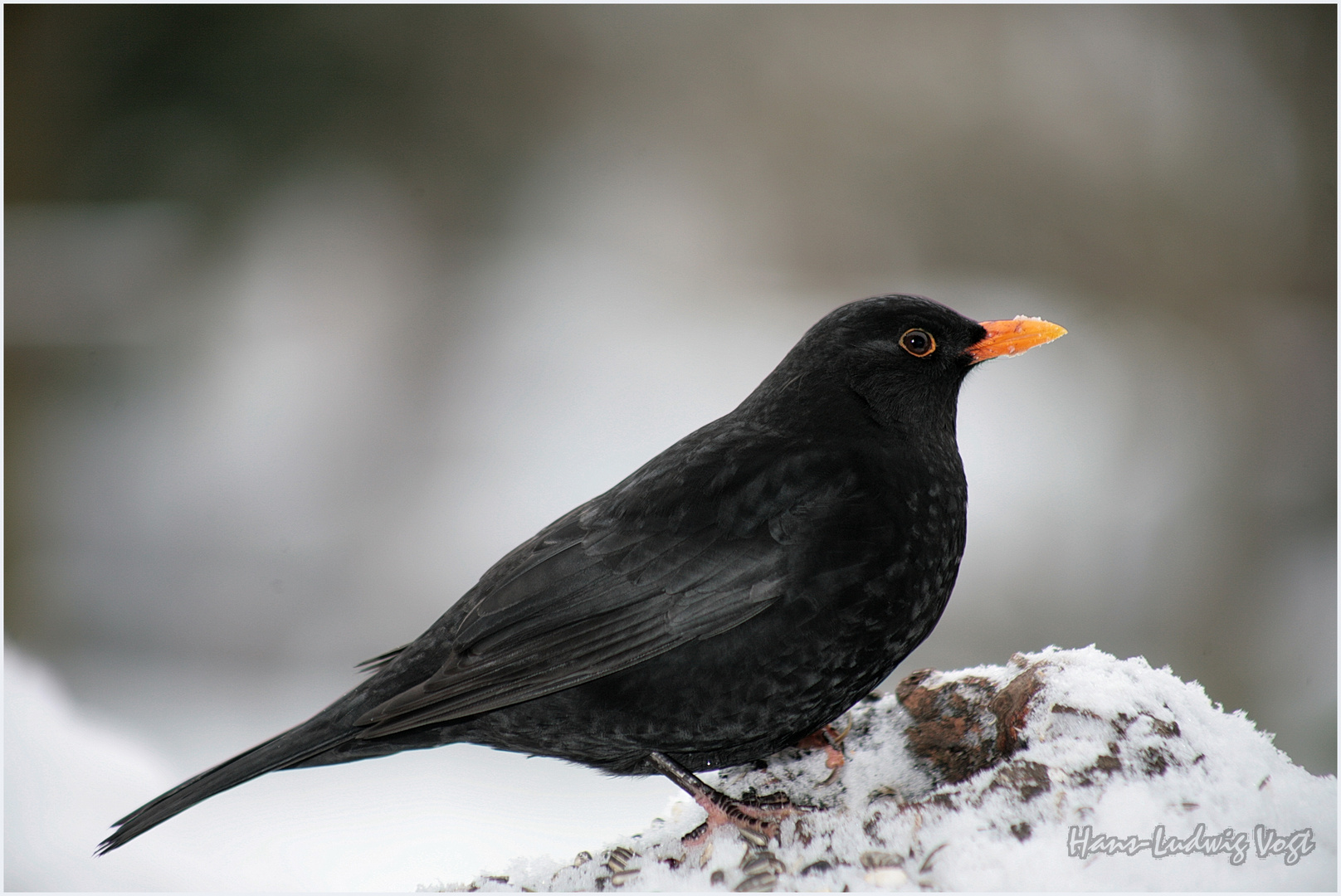 Amsel Foto & Bild | tiere, wildlife, wild lebende vögel Bilder auf ...